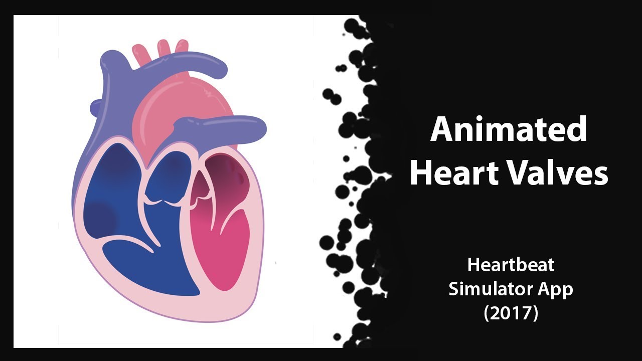 Animated Heart Valves - Archives (2017) - YouTube