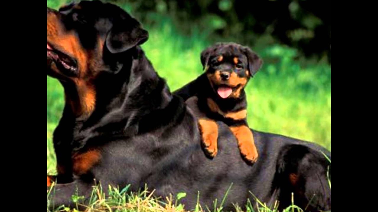 I rottweiler - YouTube