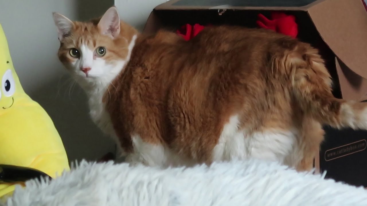 Celebrating Butters' potty break - YouTube