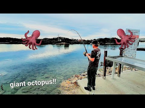 2 Giant octopus chasing 1 Bait.. crazy must see - YouTube