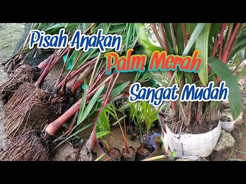 How to Grow Palem Merah atau pinang merah part 2 - YouTube