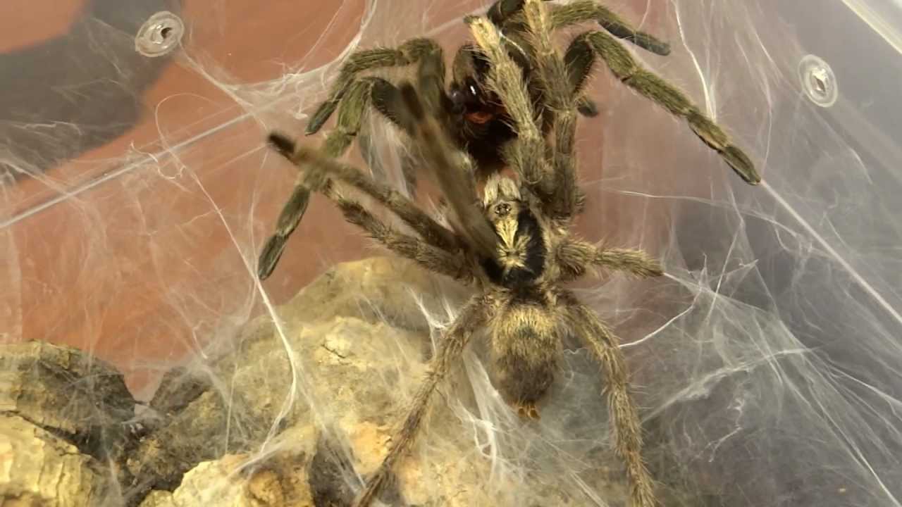 Holothele incei Paarung (mating) - YouTube