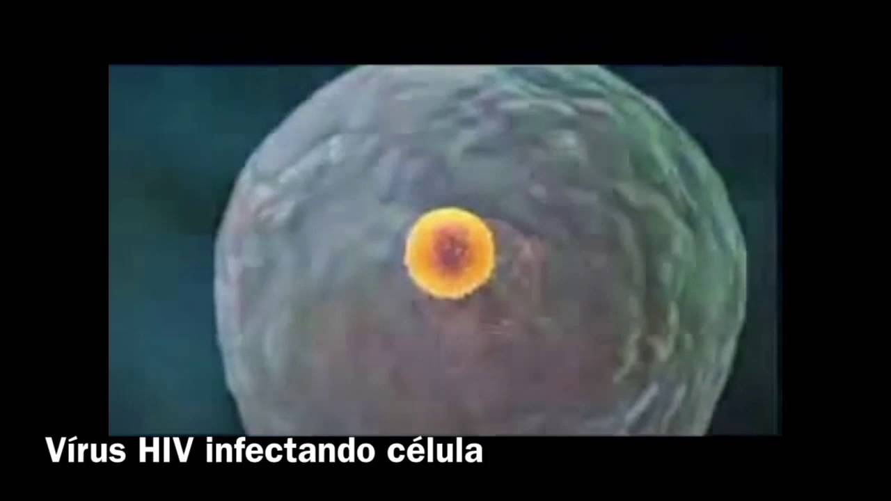 | Vídeo primeira semana | Vírus HIV infectando célula - YouTube