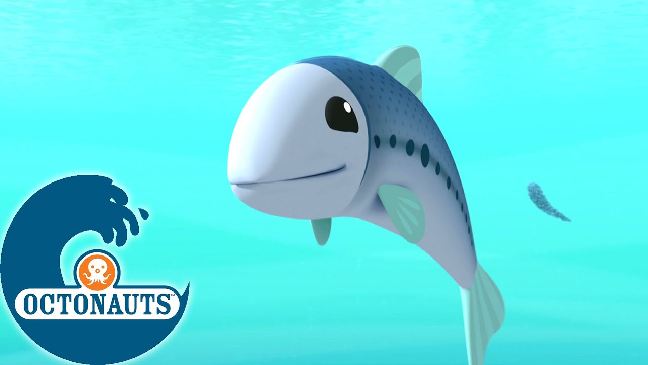 Octonauts - L'école de la sardine | Dessins animés pour enfants - YouTube
