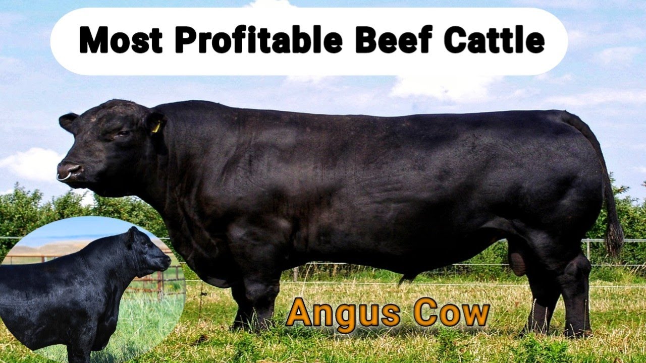 Angus Cattle – The World’s Best Beef Breed | Why Angus Cattle Are So ...