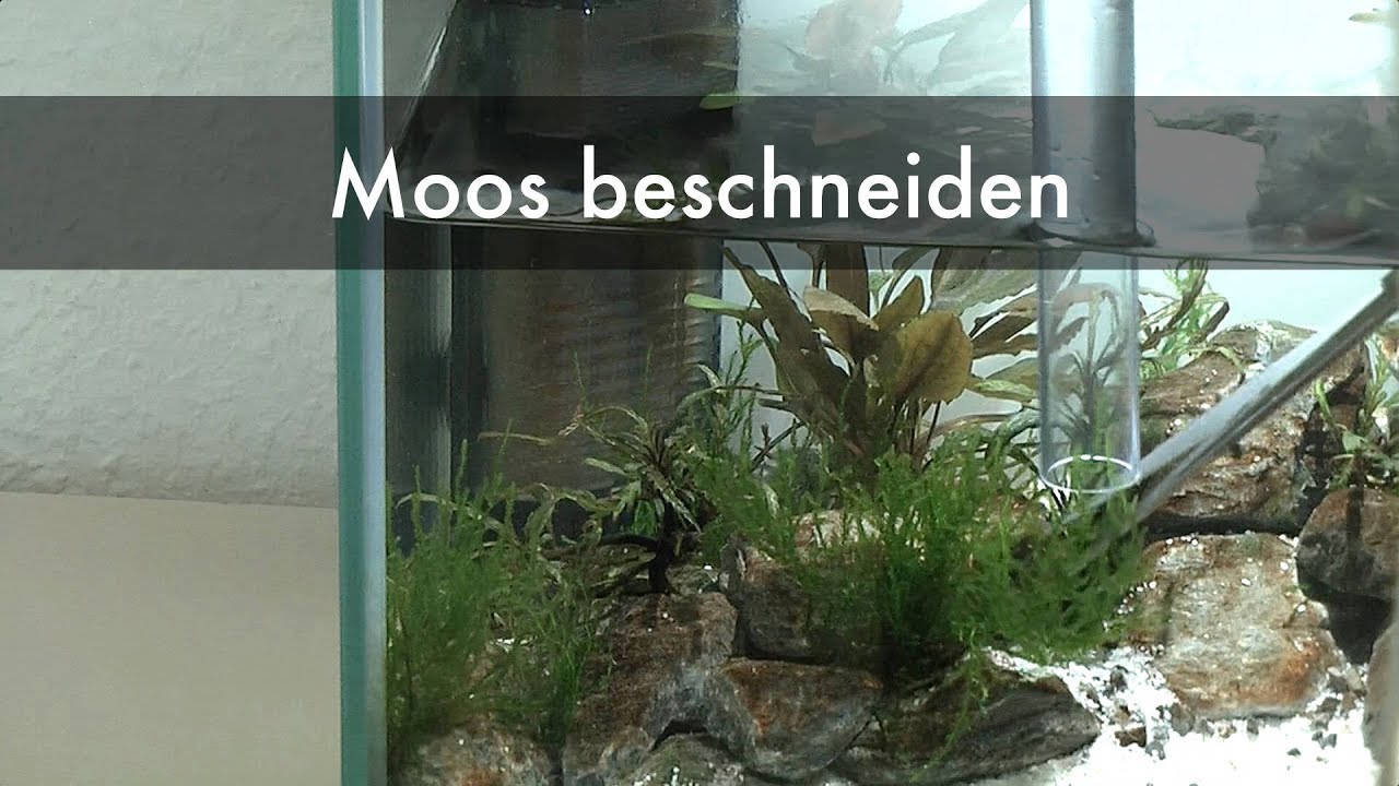 Moos beschneiden | How to trim moss without making a mess - YouTube