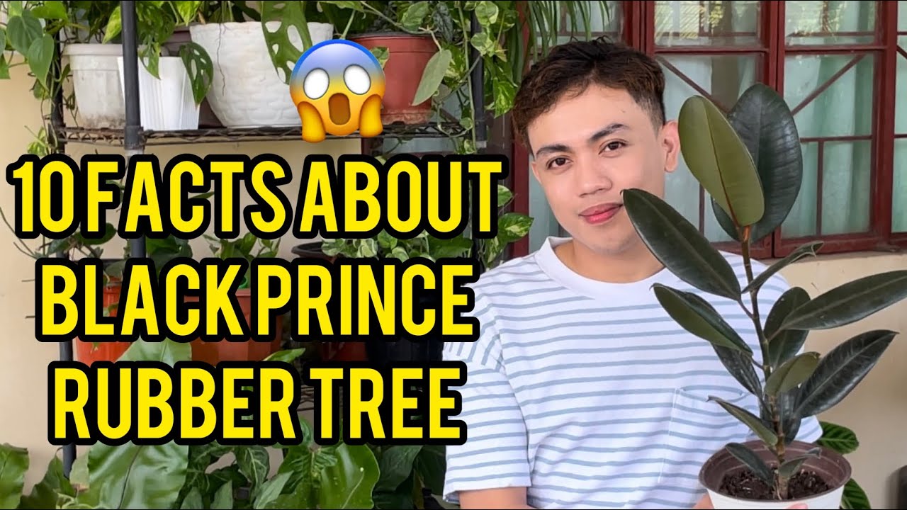 10 FACTS ABOUT BLACK PRINCE RUBBER TREE - YouTube