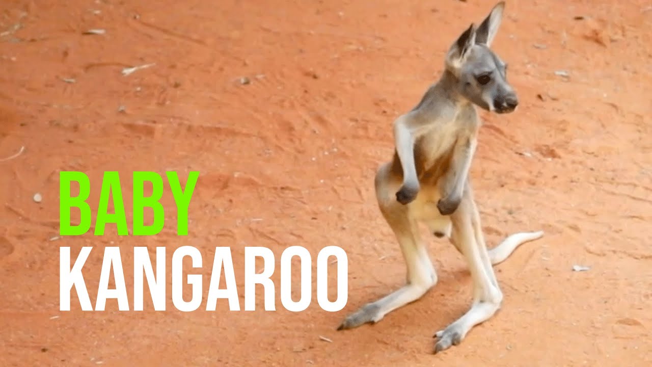 Zander The Baby Roo Finds His Footing! - YouTube