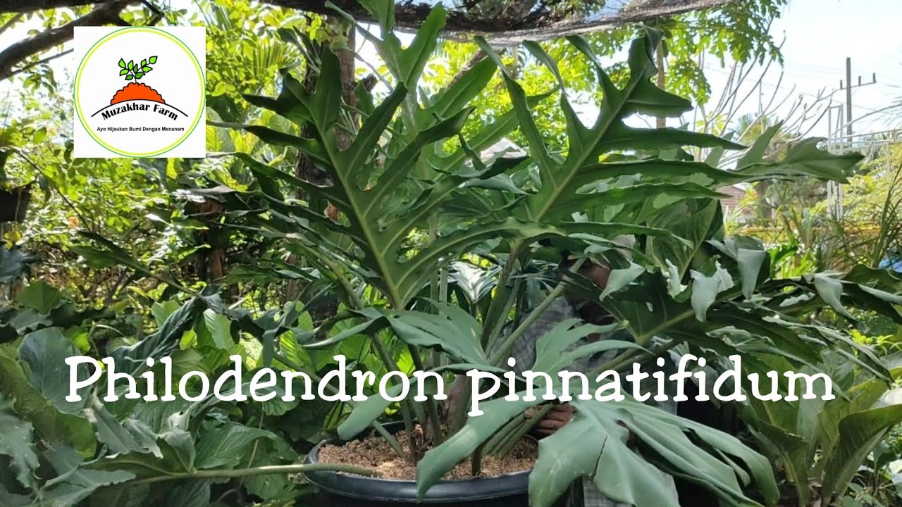 Philodendron pinnatifidum - YouTube
