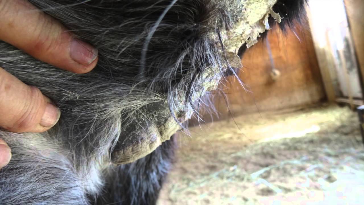 Vaccine Allergic Reaction in Donkey - YouTube