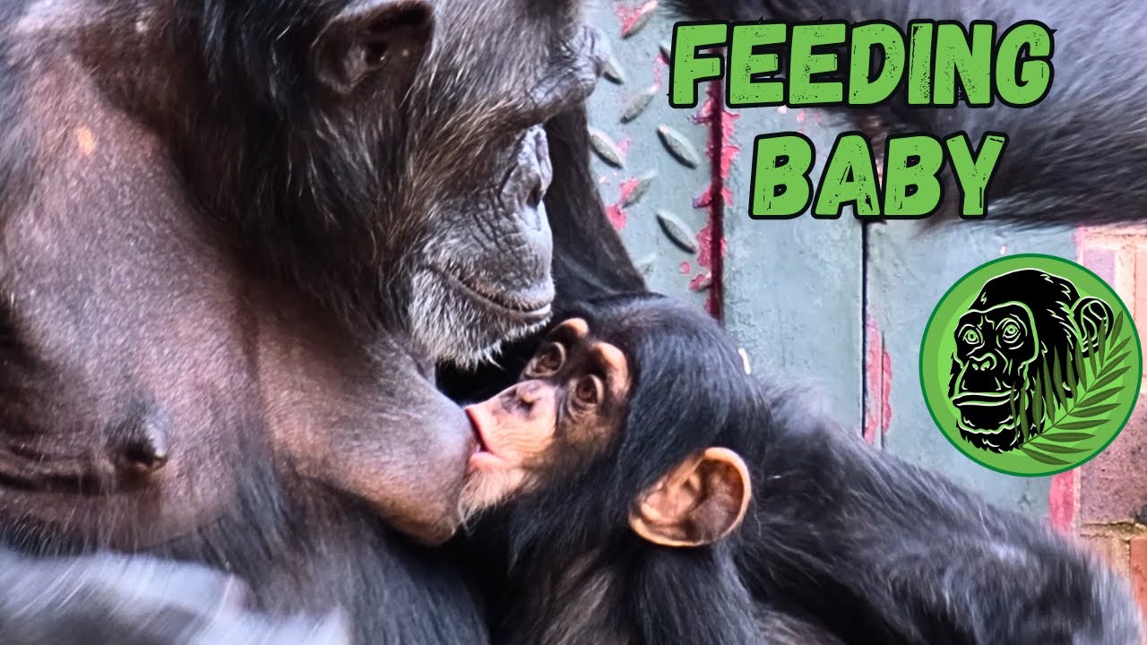 Baby Chimpanzee Jeff Gets a Feed and Loving Attention - YouTube