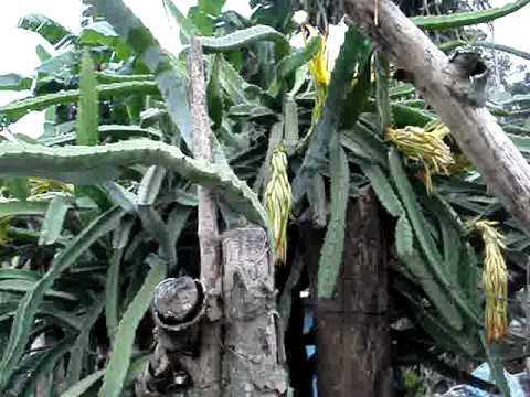 FLOR DA PITAHAYA DA NICARAGUA SITIO VEGA BOLAÑOS - YouTube