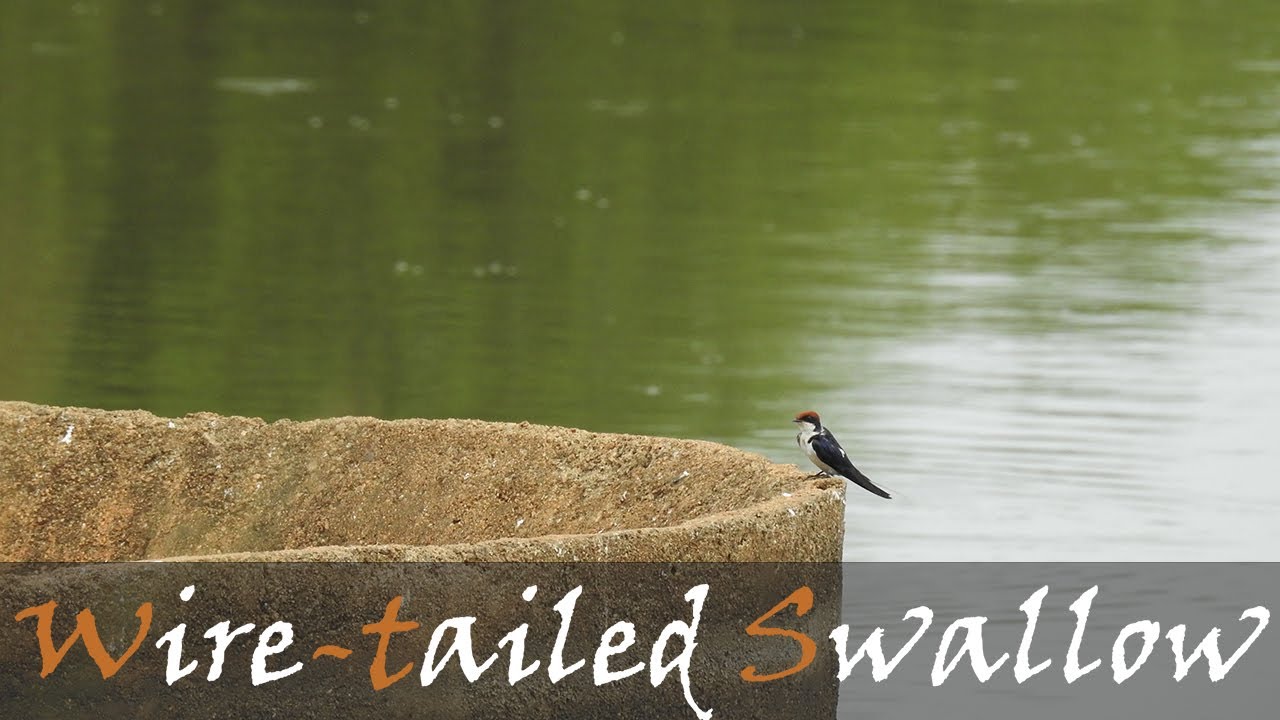 Wire-tailed Swallow (Hirundo smithii) Bird Call & Video From Sunset Dam ...