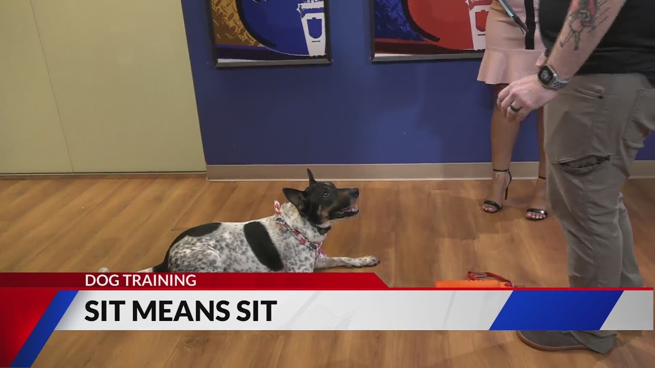 'Sit Means Sit' Dog Training Company - YouTube