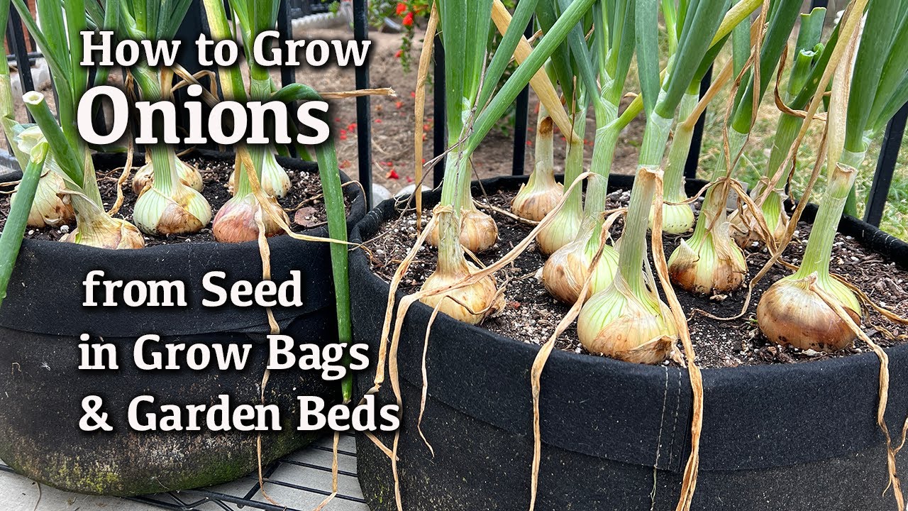 How to Grow Onions from Seed in Containers and Garden Beds| Easy ...