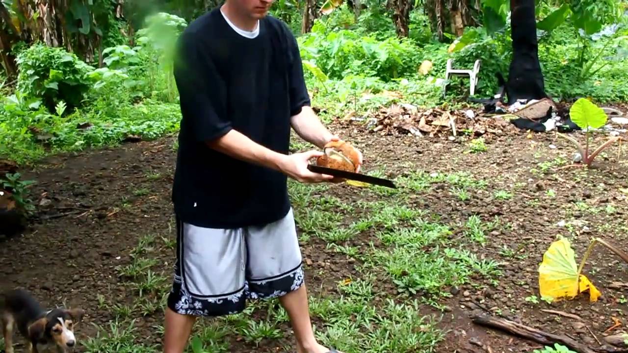 Cracking open a coconut - YouTube