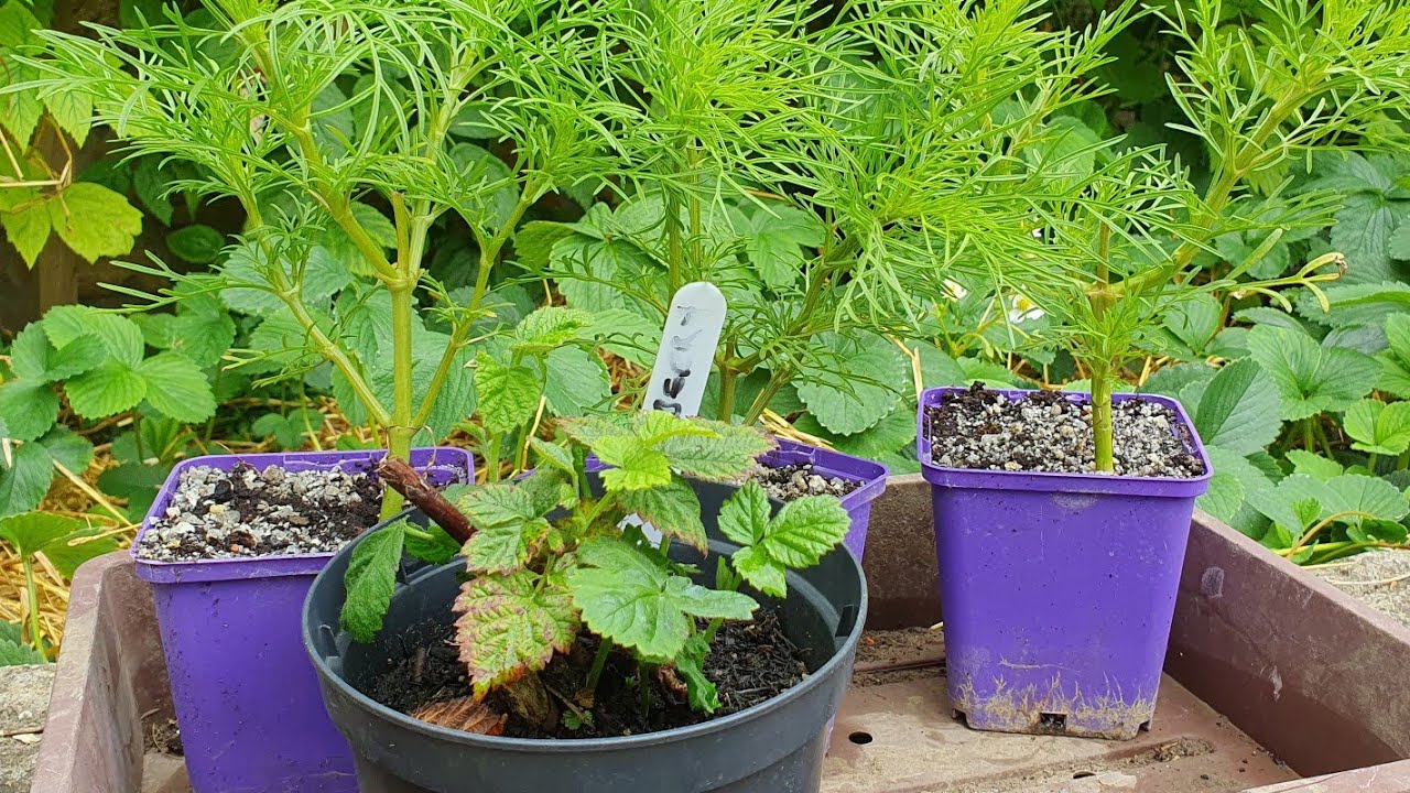 The newest addition to my Backyard Berries: The Tayberry! A Scottish ...