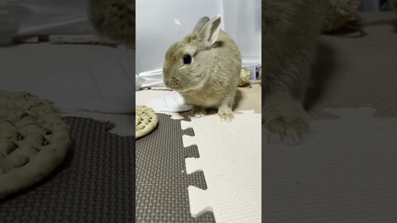 Junya cute fart video 😂😂😂 | JUNYA Best TikTok APRIL 2022 Part 4110 ...