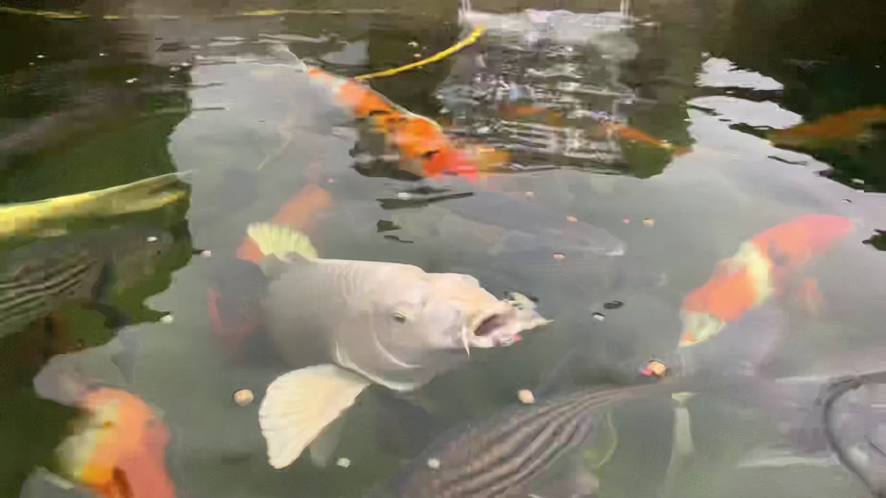 Feeding Japanese Koi & Temoleh Fish with Hikari Pallet - YouTube