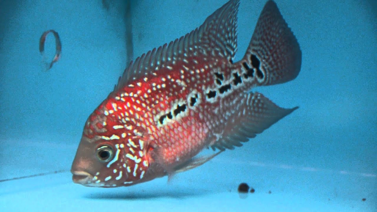 4" Super Red Kamfa - YouTube