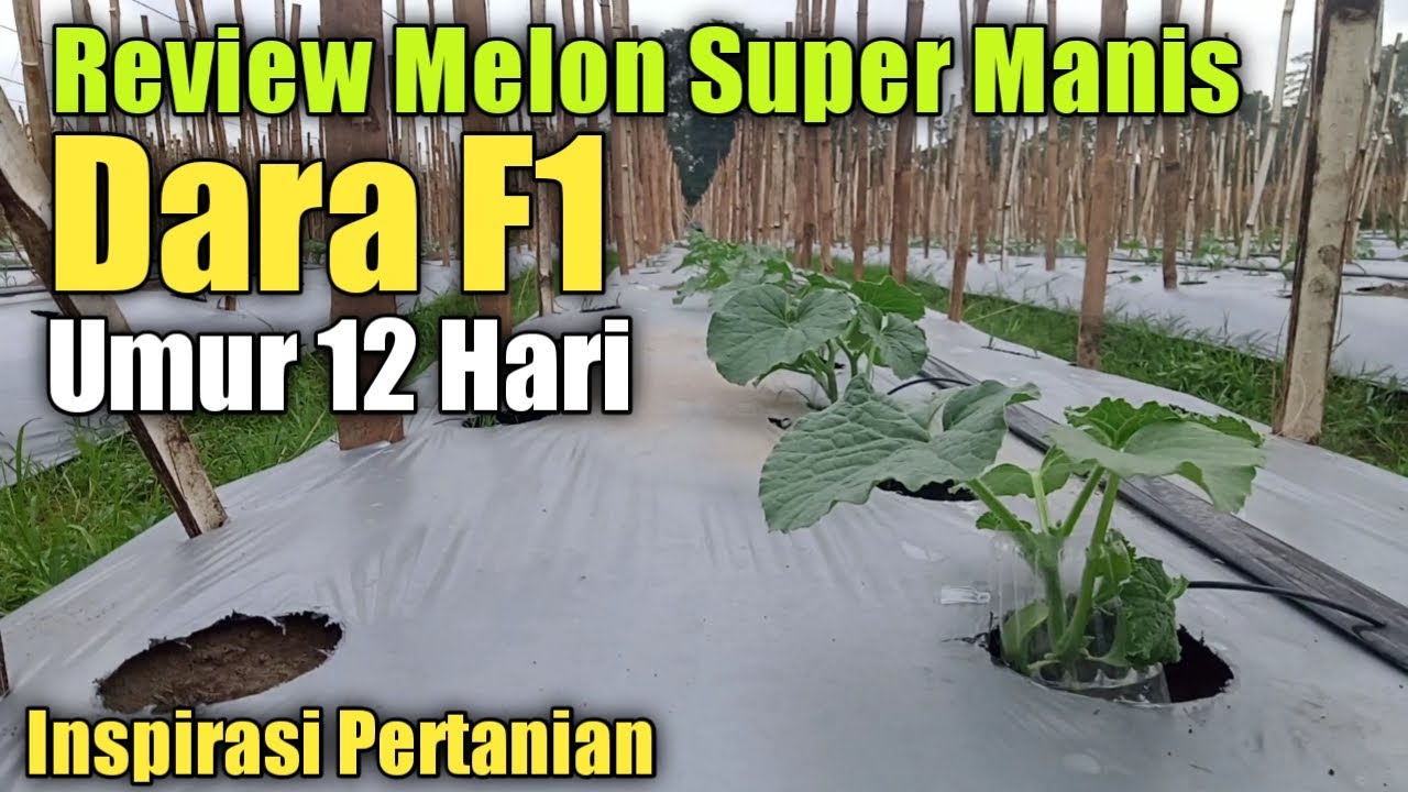 Review Melon DARA F1-Melon Super Manis - YouTube