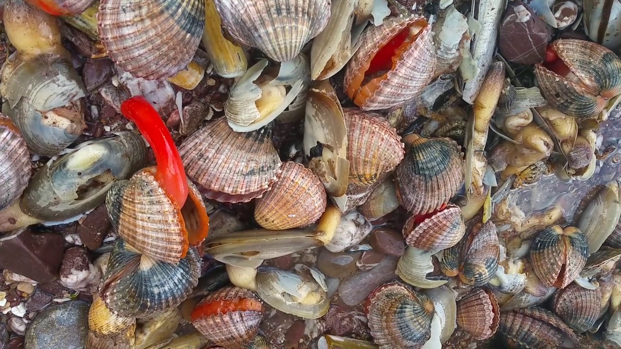 Storm Washed Up Shellfish Thousands on Goodrington Beach Paignton 15 ...