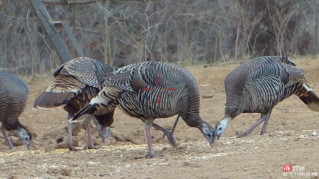 February Afternoon Hen Flock Encounter - YouTube