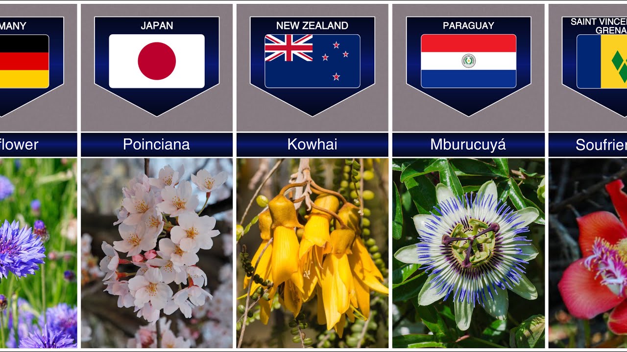 National Flowers From Different Countries -Part 1 - YouTube