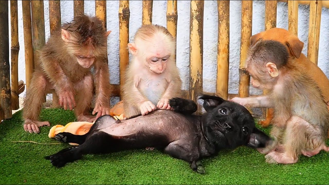 Tree Monkey Jooy Aroy & Kapov Check Puppy Lice - YouTube