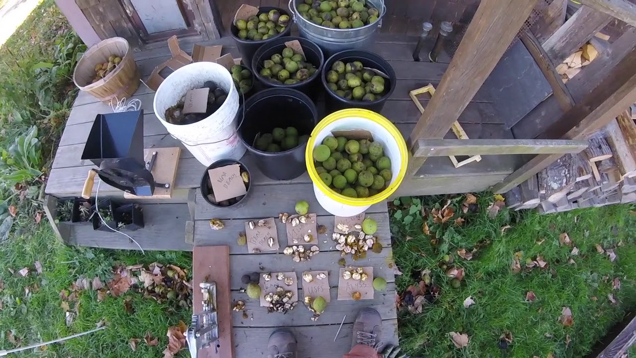 Evaluating Nut Crops, Walnuts, Nut Trees - YouTube