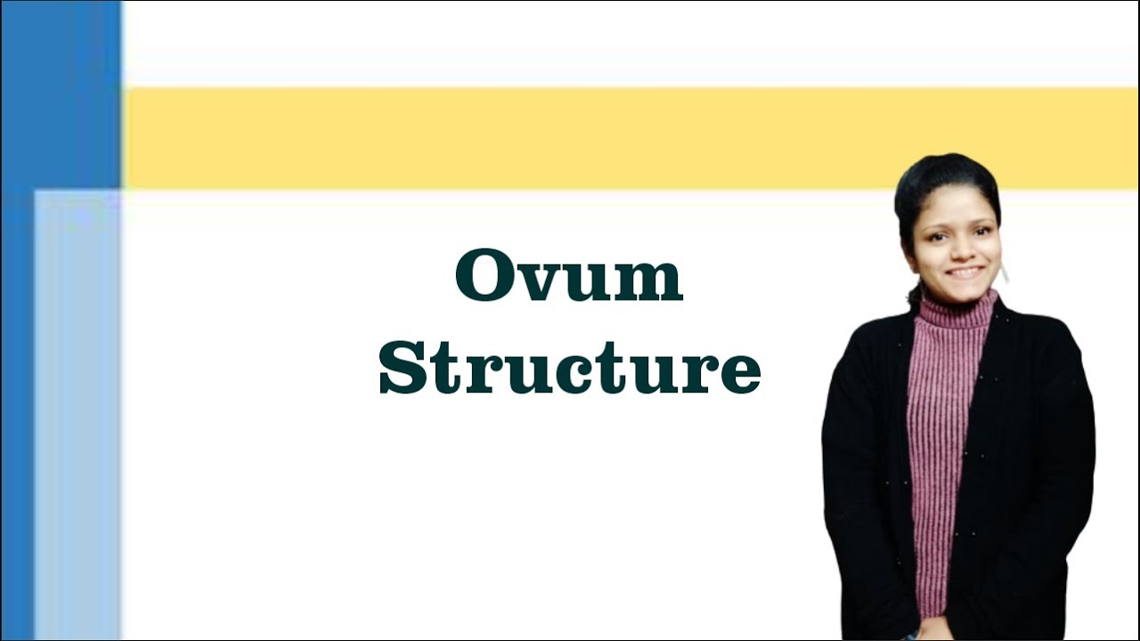 Ovum Structure I Female Reproductive Physiology I Reproductive ...