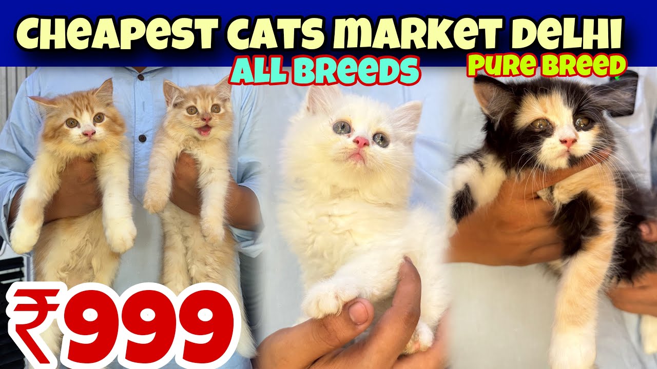 Cheapest Cat Market In Delhi NCR | Persian, Maine Coon, Sphynx, Siamese ...