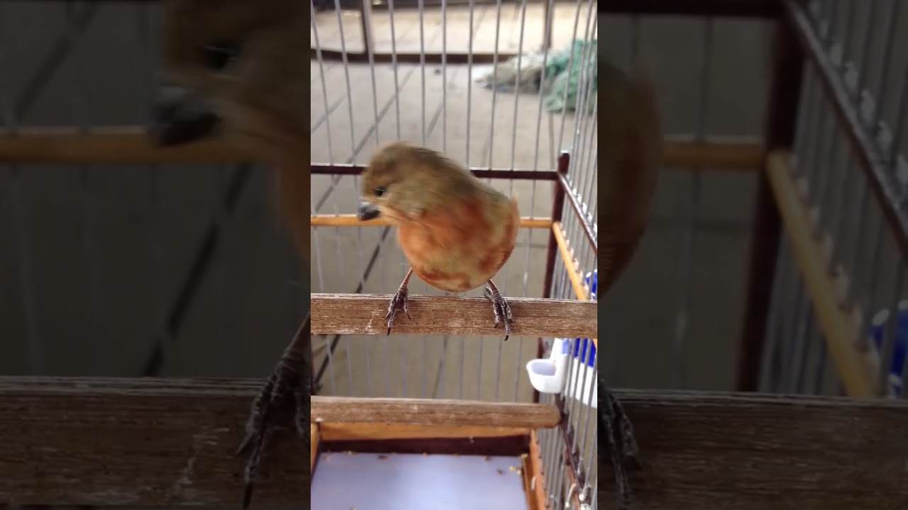 Tigrimang rowti wiet wiet mp3 - YouTube