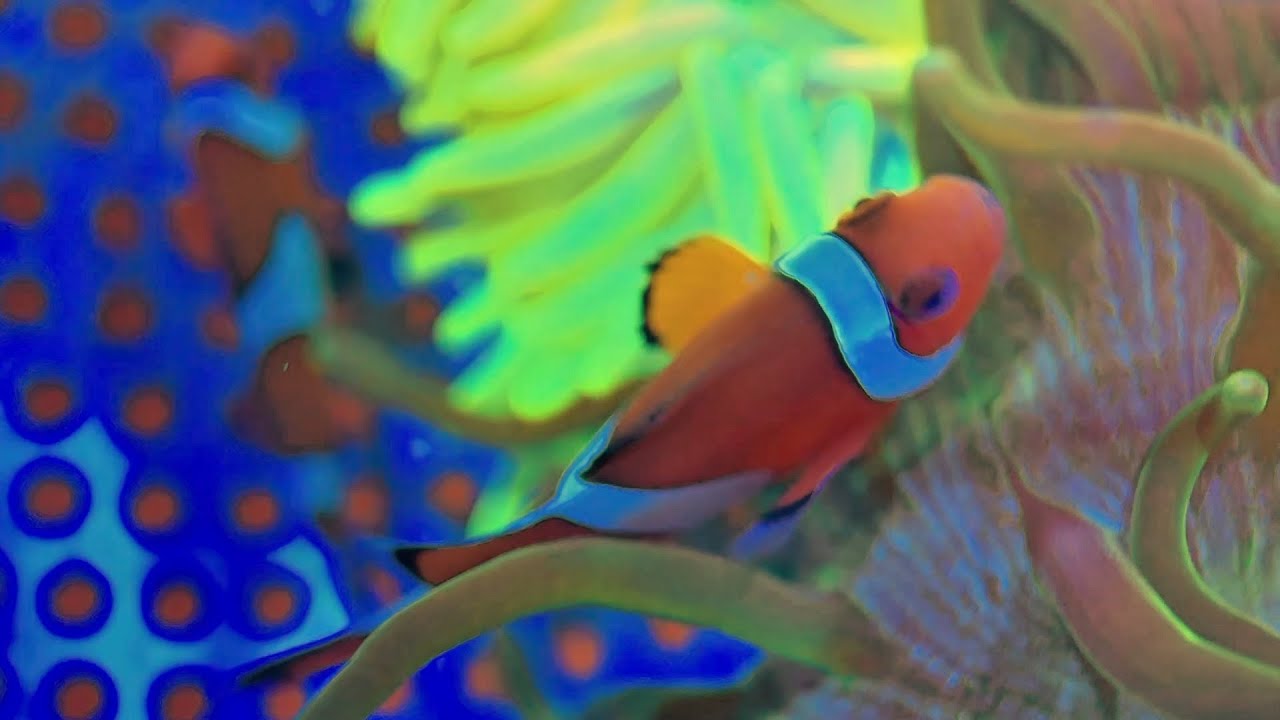 Curious Clownfish makes friends with camera person 🪸 - YouTube