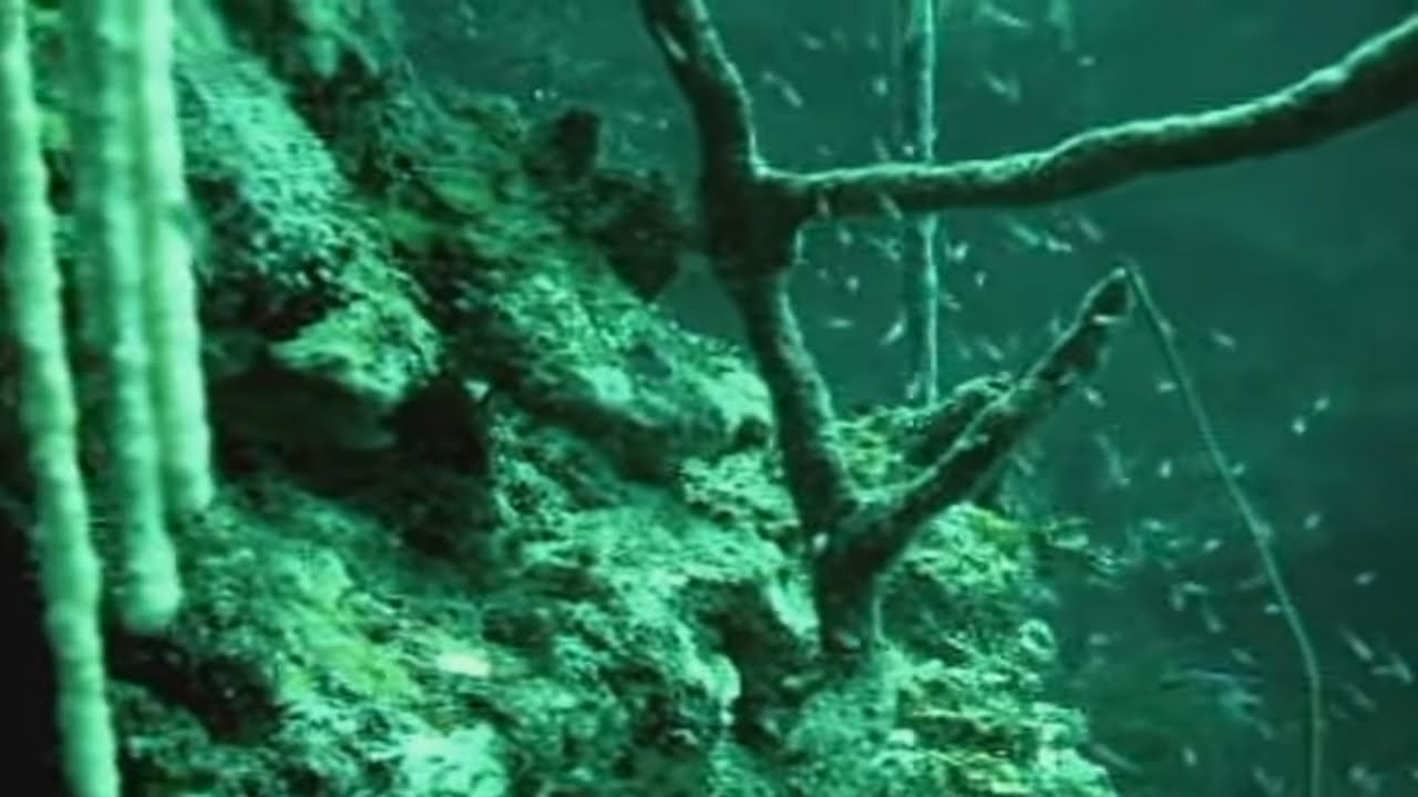 Roatan Shore Dive Prince Albert Wreck and Coco View Wall - YouTube