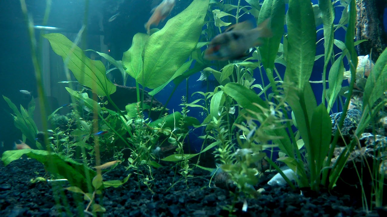 75 Gallon Community Tank - YouTube