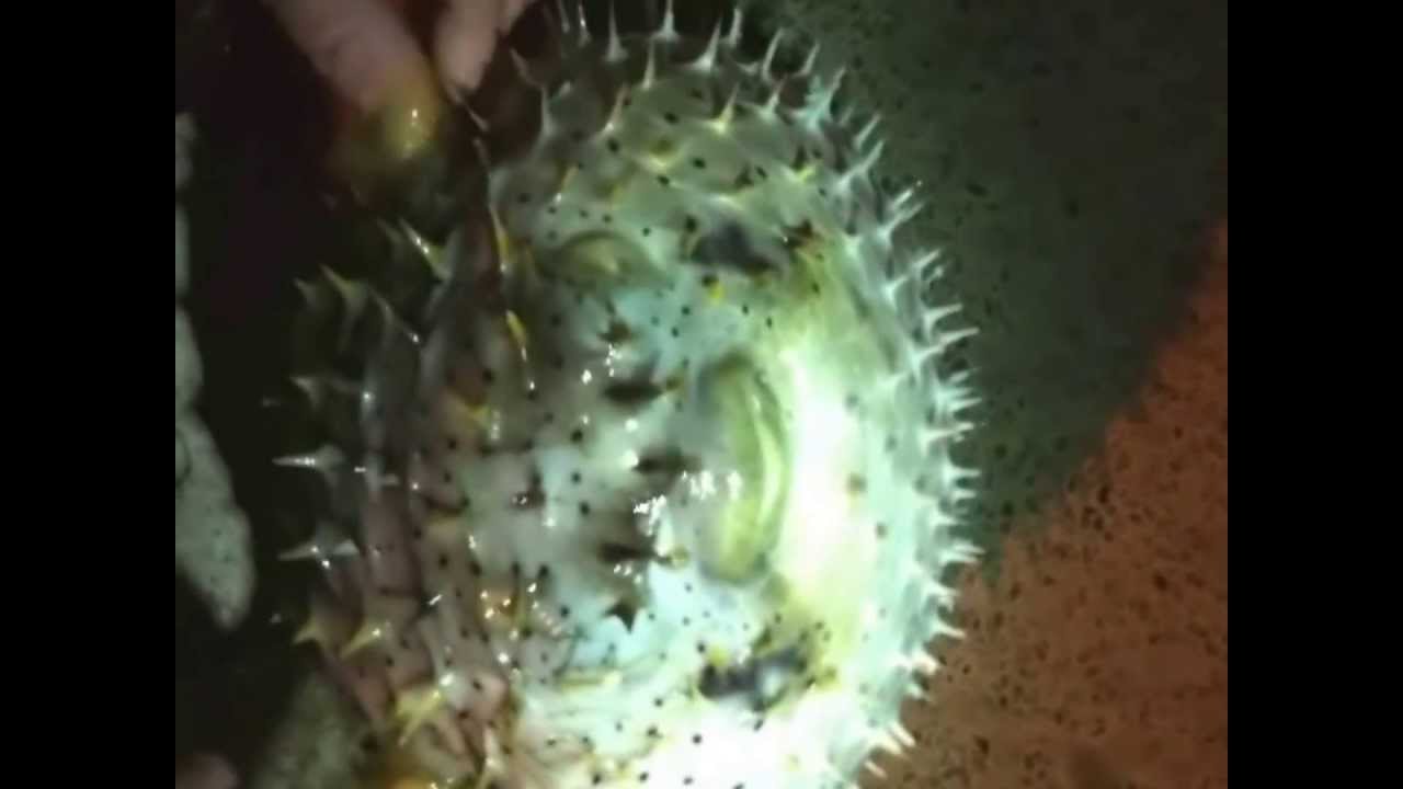 Cast Netting.Spiky Toad fish - YouTube