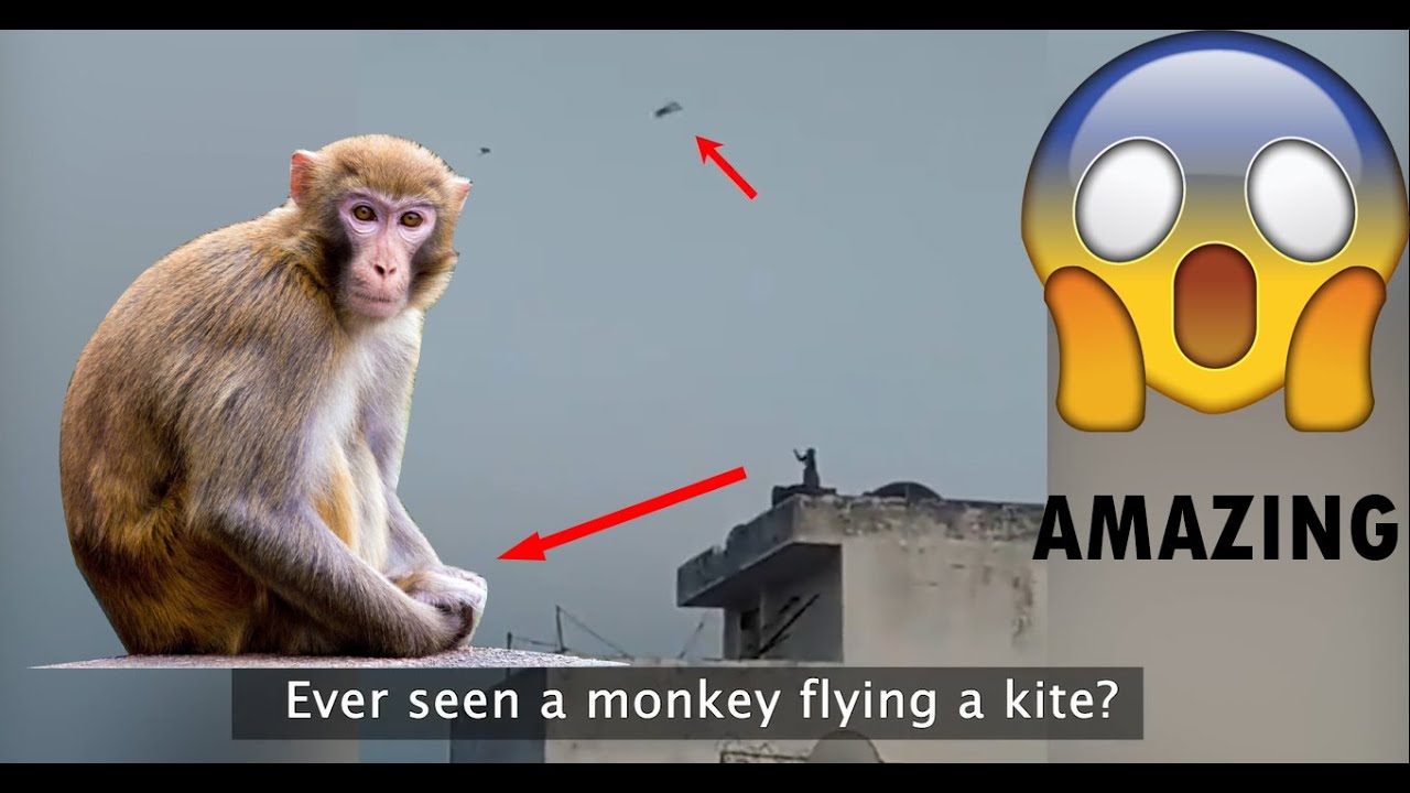 Monkey Fly Kite Like Human | Unbelievable | Amazing Video - YouTube