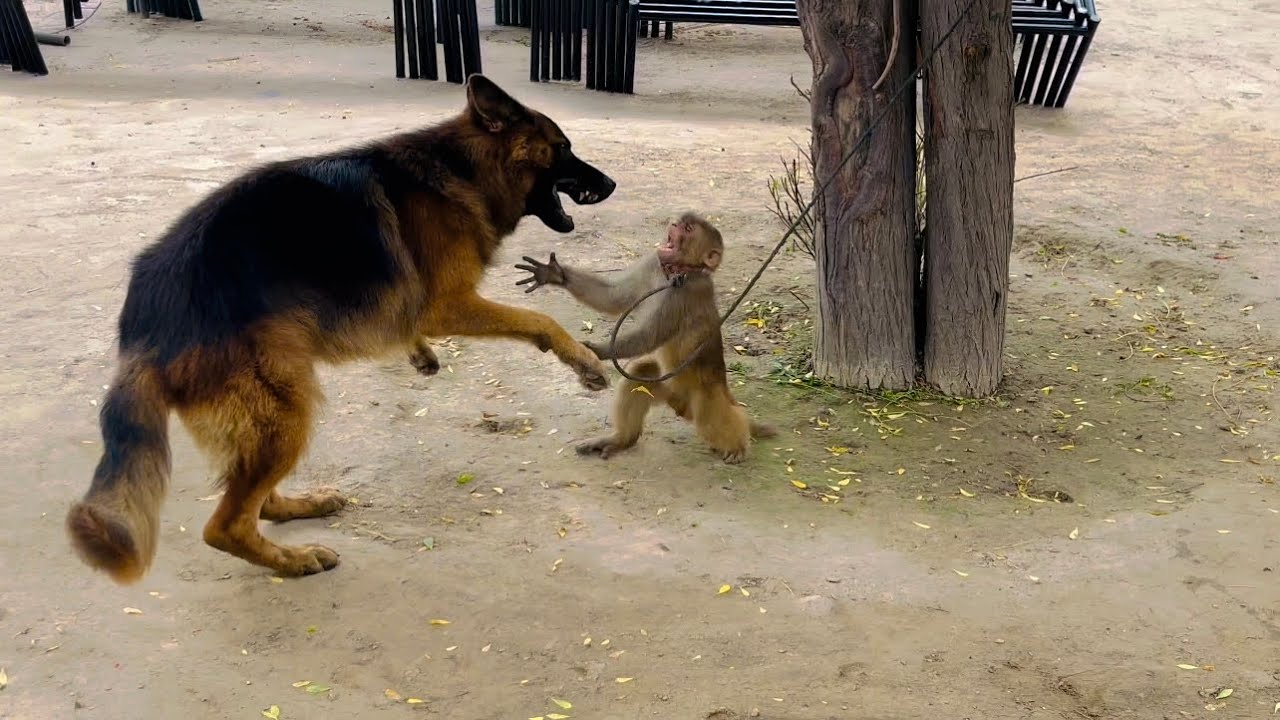 Clever Monkey and German Shepherd puppy fight 4k free of cost videos ...