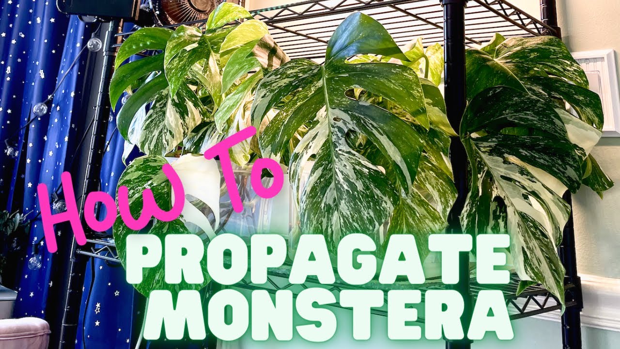How to Successfully Root Variegated Monstera in Water - YouTube