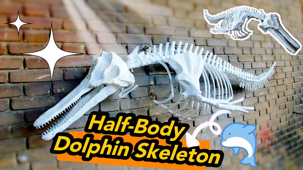 MY DINO | Animal Fossil Half Dolphin Skeleton Wall Decoration - YouTube