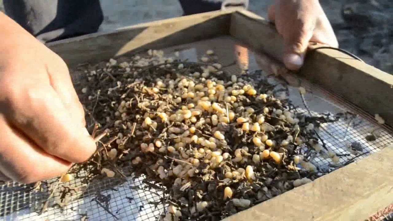Caviar mexicano: escamoles y su dificil proceso de extraccion - YouTube