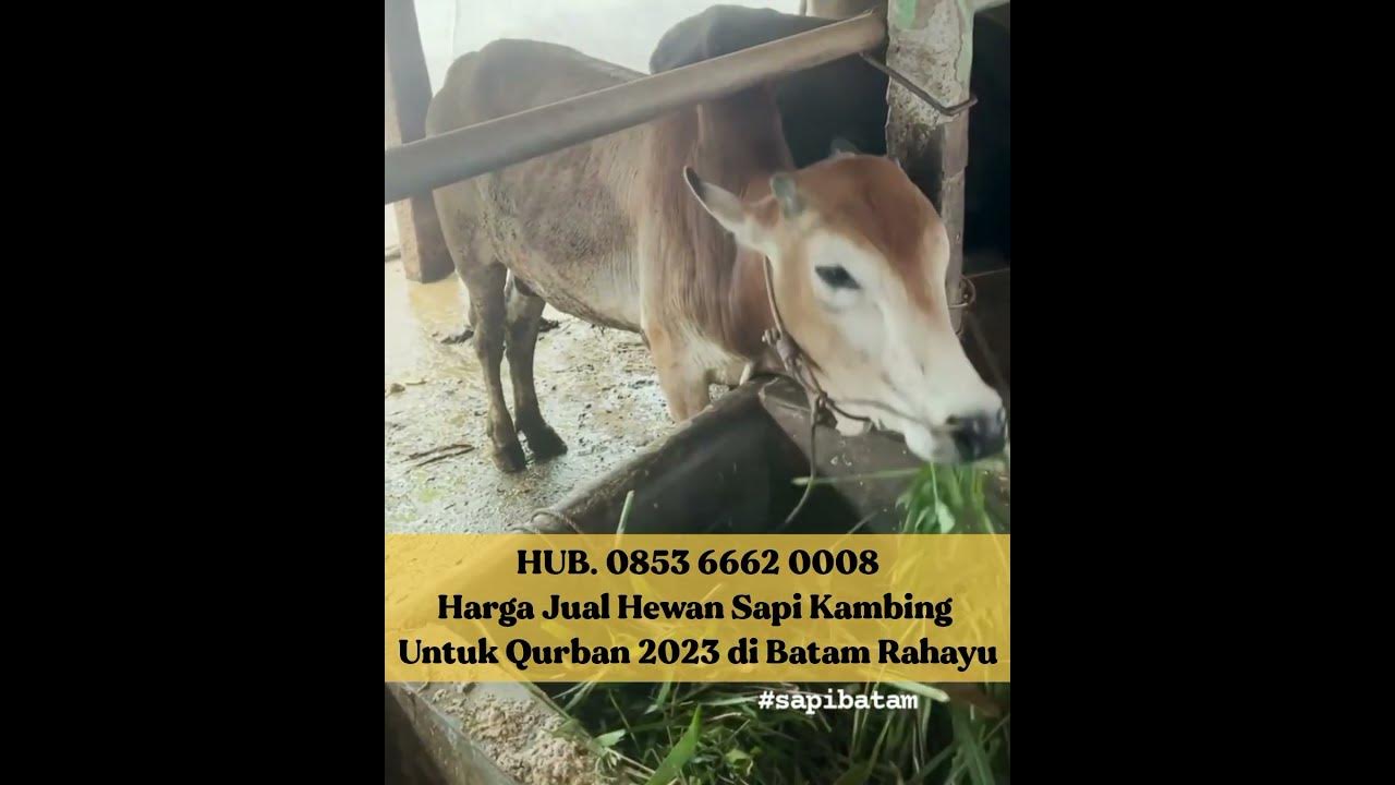 PETERNAKAN BATAM, Hub. 0853 6662 0008, Jual Sapi Kambing Qurban Lebaran Haji 2023 Batam Sapi ...