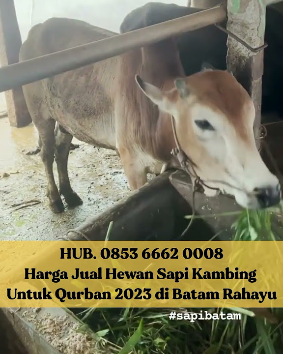 PETERNAKAN BATAM, Hub. 0853 6662 0008, Jual Sapi Kambing Qurban Lebaran Haji 2023 Batam Sapi ...