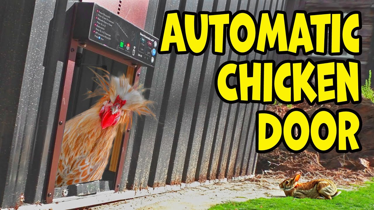 Effortless Coop Access: Installing an Automatic Chicken Door Step-by ...