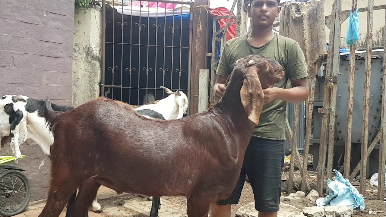 Rehan Bhai Goats Mumbai | King Of Goat Loading. - YouTube