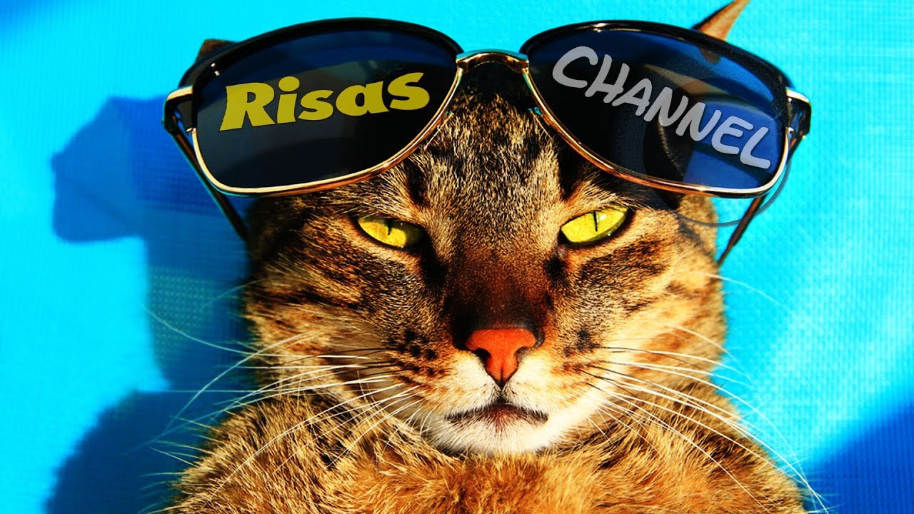 Los 10 MEJORES VIDEOS DE RISA de GATOS 2019 | Nuevos | Nivel Dios - YouTube
