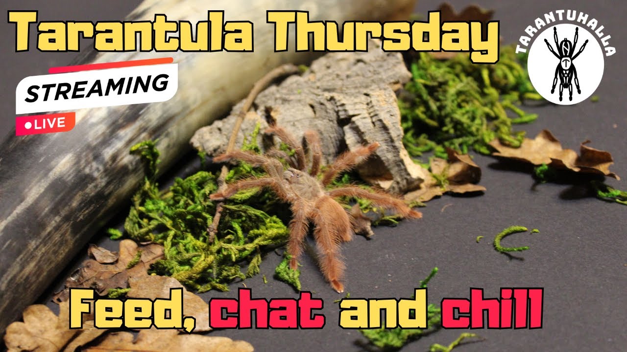 Tarantula Thursday - Feeding, chat and chill #live - YouTube
