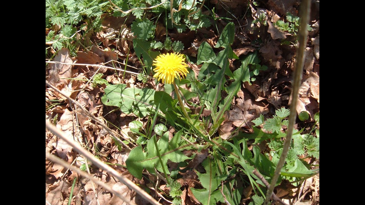 Wild Food : Dandelion(Taraxacum officinale) - YouTube
