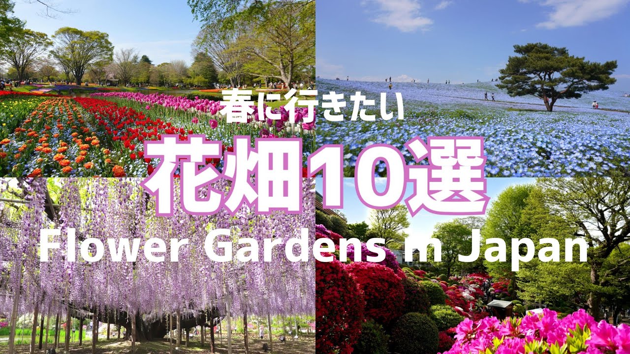 【Spring Flower】10 Japanese Flower Fields You'll Want to Visit in Spring ...